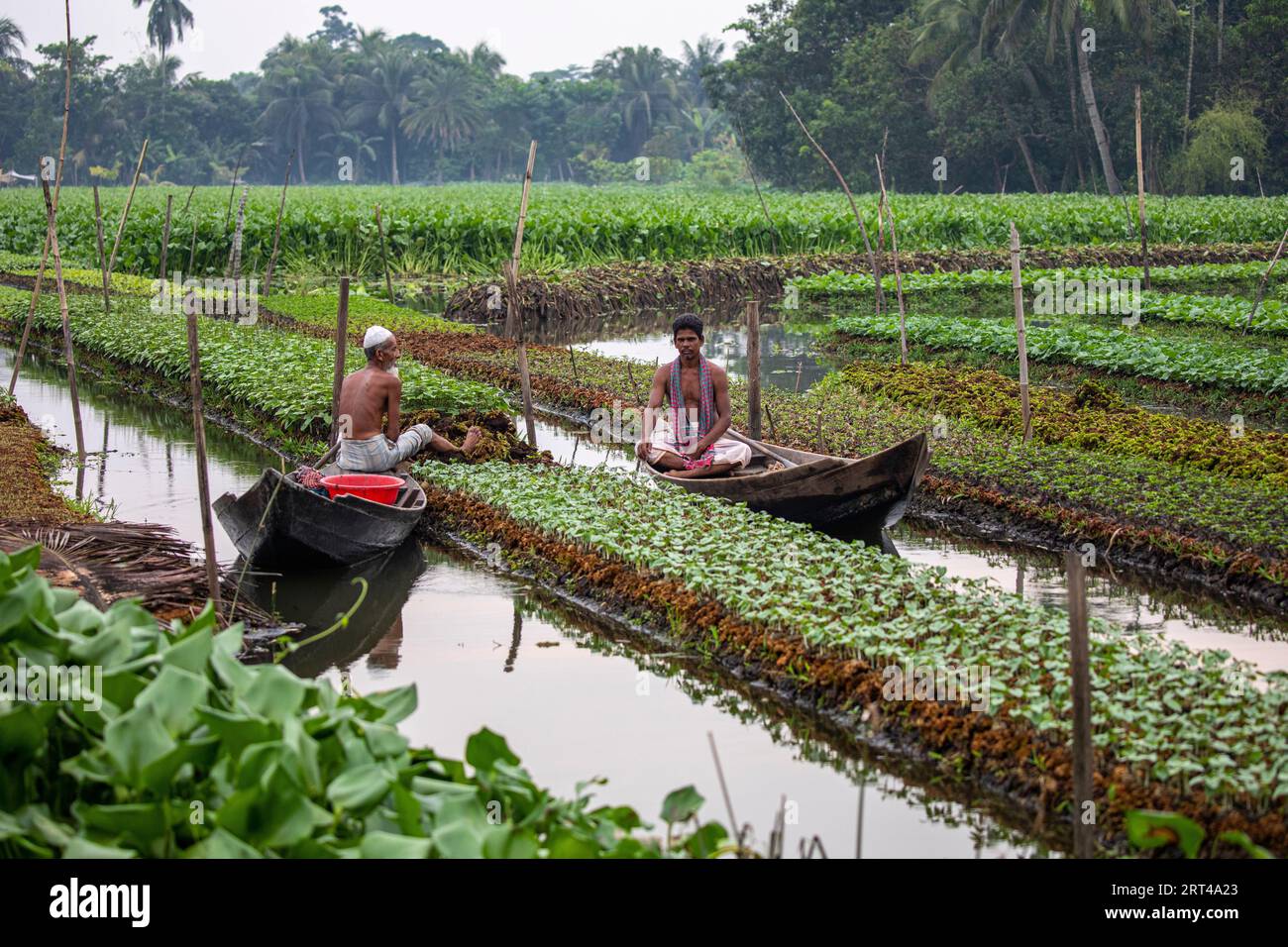 Farmers work in a floating farm at Najirpur in Pirojpur district of ...