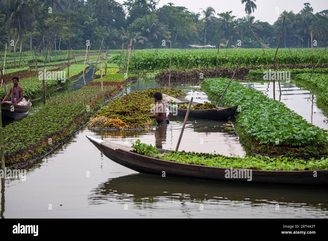 Farmers work in a floating farm at Najirpur in Pirojpur district of ...