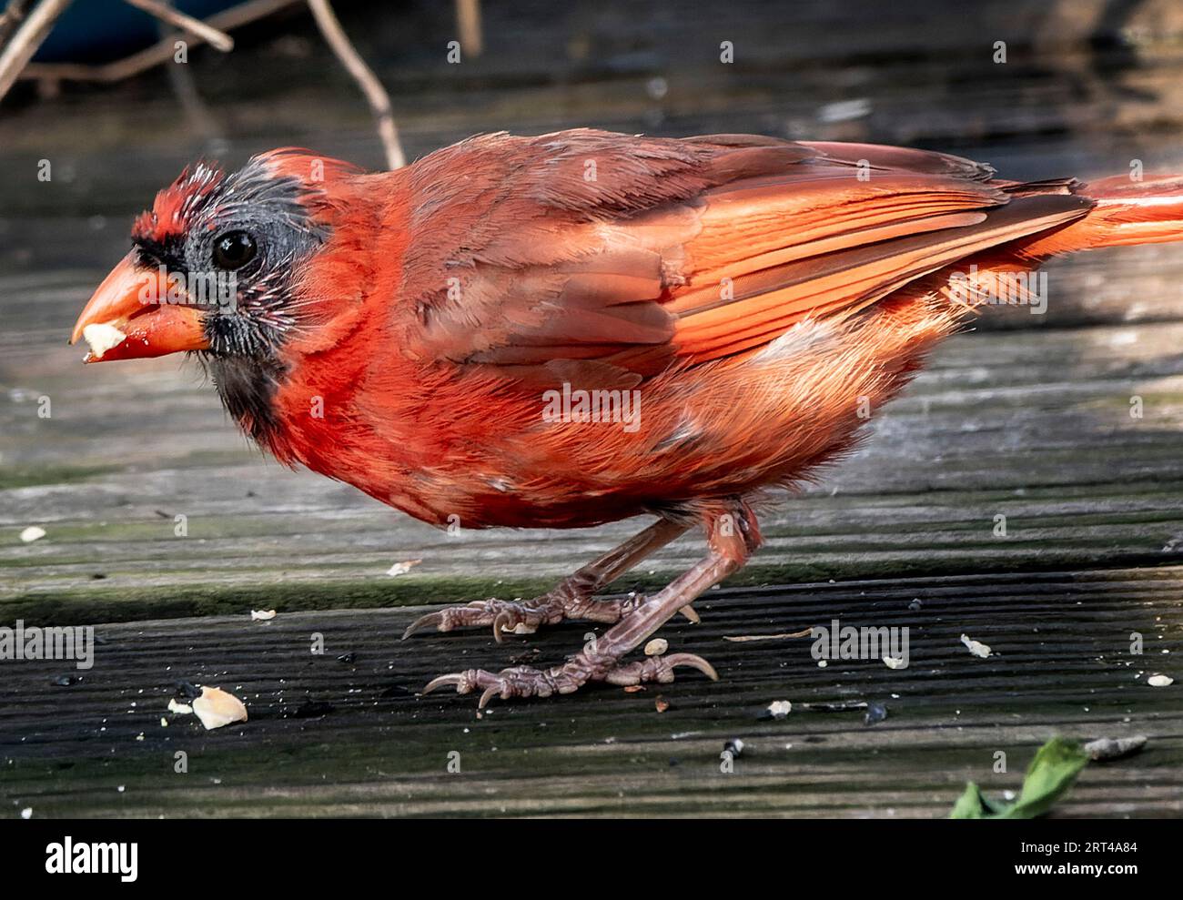 Northern Cardinal on the roof of a bird house Stock Photo - Alamy