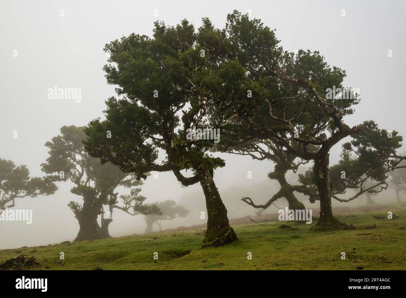 Misty landscape with a group of ancient moss-covered laurel trees in ...
