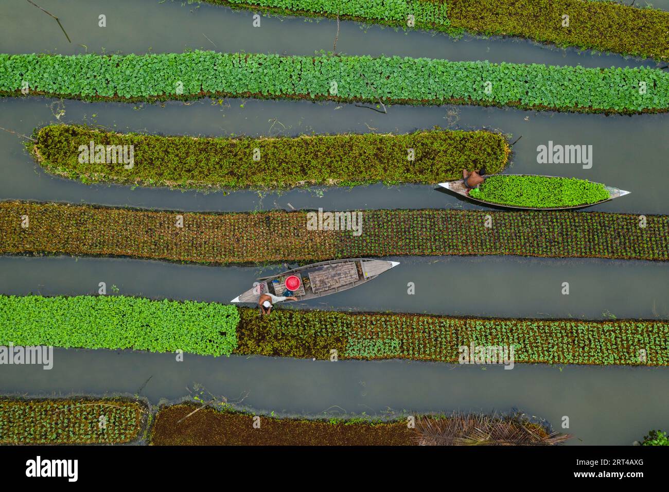 Pirojpur, Bangladesh: Aerial view of Floating vegetable beds at ...