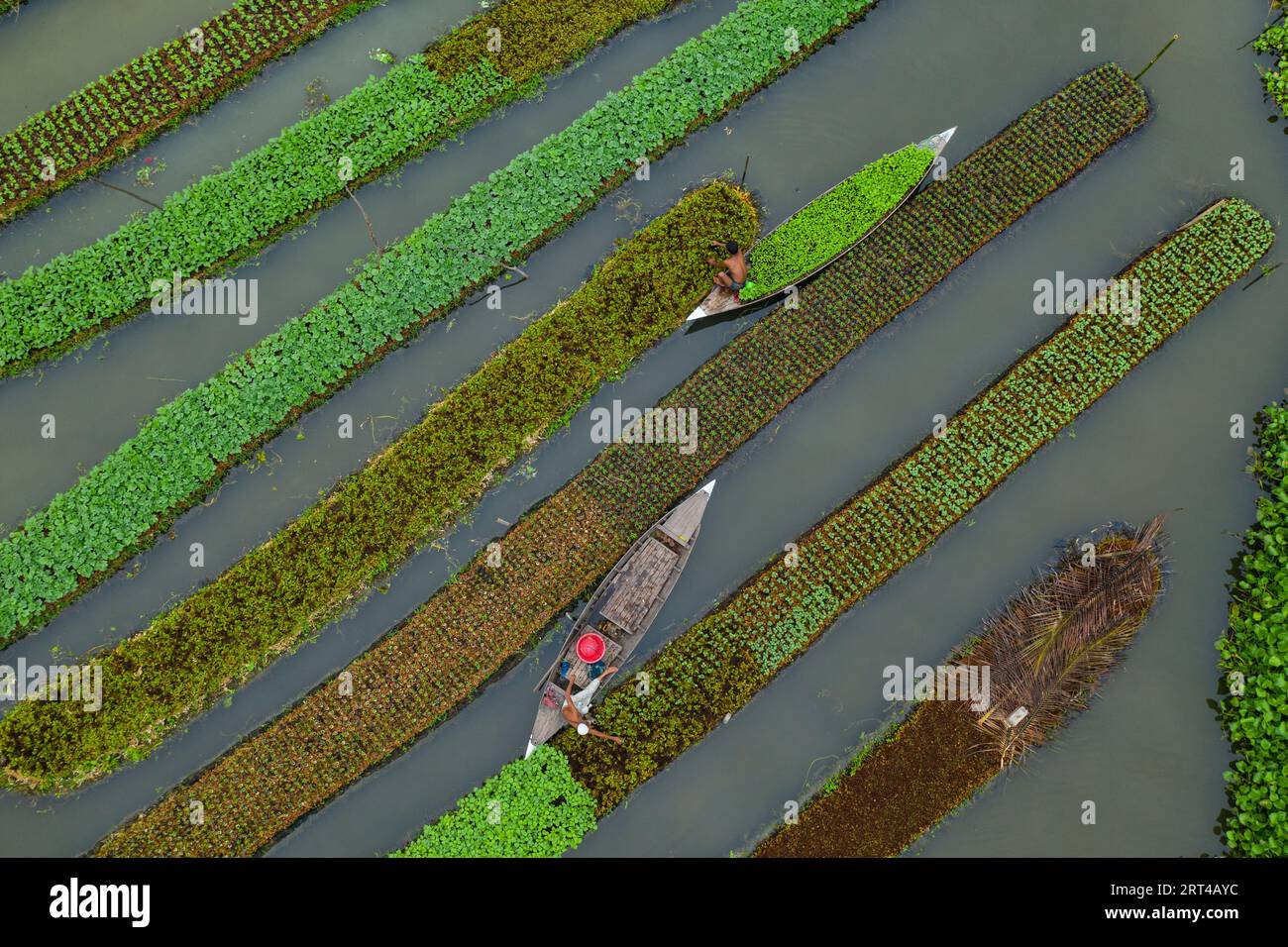 Pirojpur, Bangladesh: Aerial view of Floating vegetable beds at ...