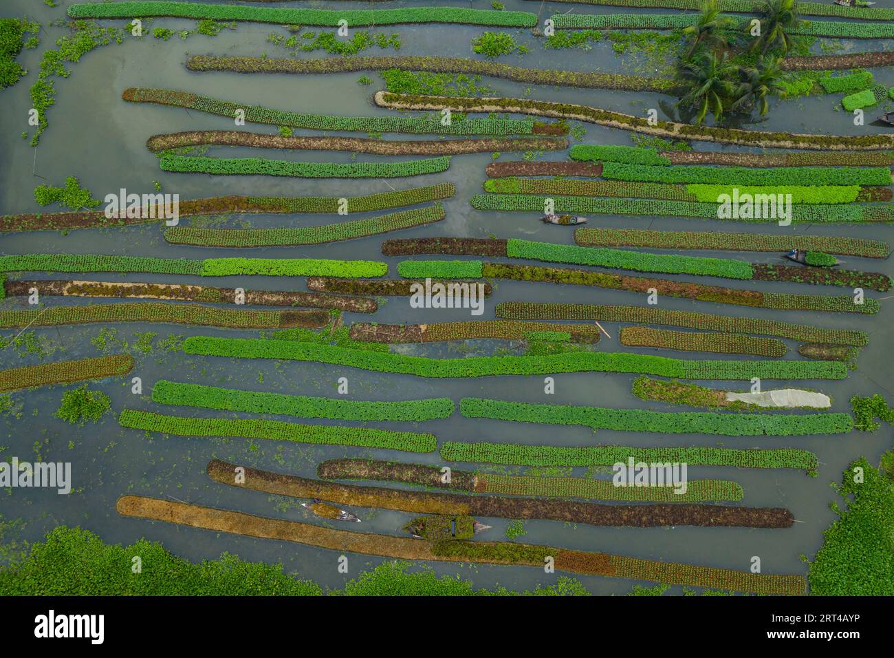 Pirojpur, Bangladesh: Aerial view of Floating vegetable beds at ...
