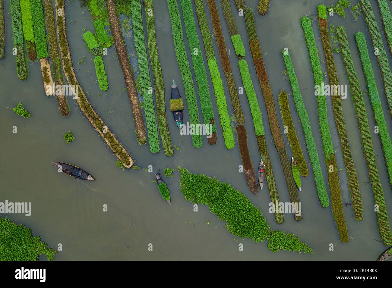 Pirojpur, Bangladesh: Aerial view of Floating vegetable beds at ...