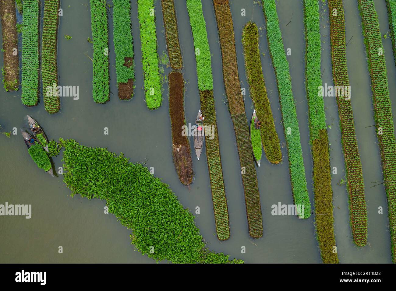 Pirojpur, Bangladesh: Aerial view of Floating vegetable beds at ...