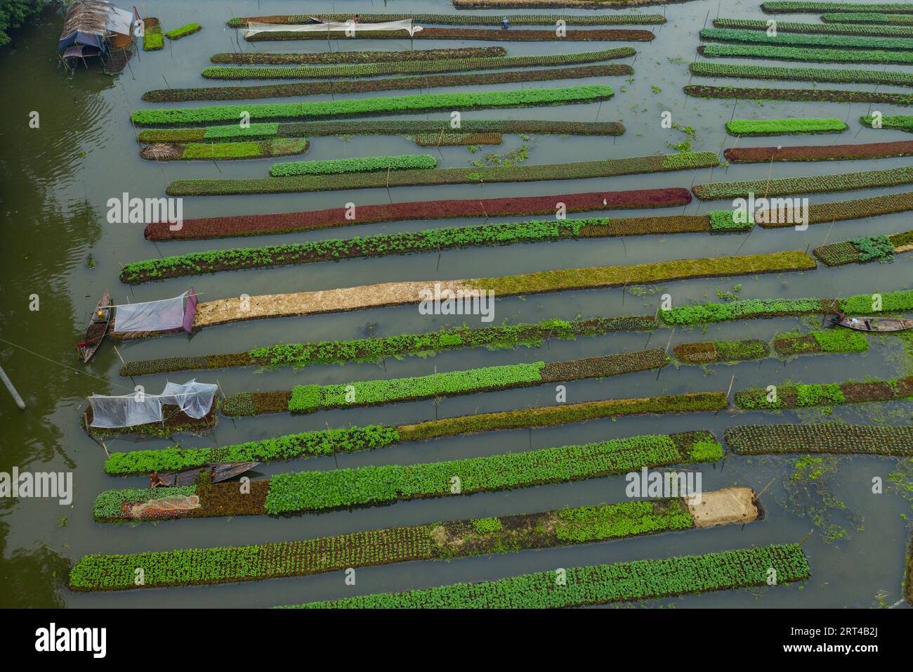 Pirojpur, Bangladesh: Aerial view of Floating vegetable beds at ...