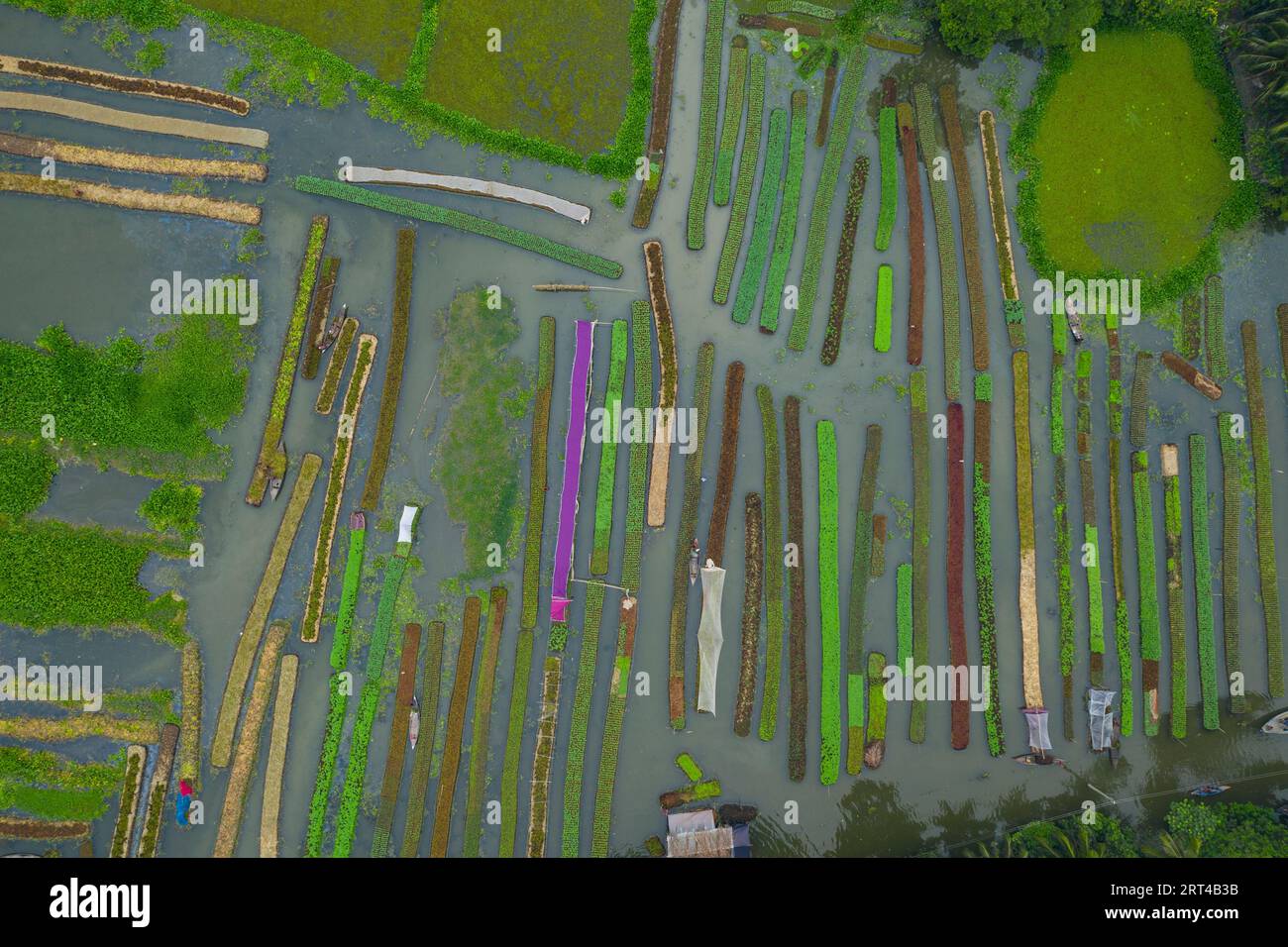 Pirojpur, Bangladesh: Aerial view of Floating vegetable beds at ...