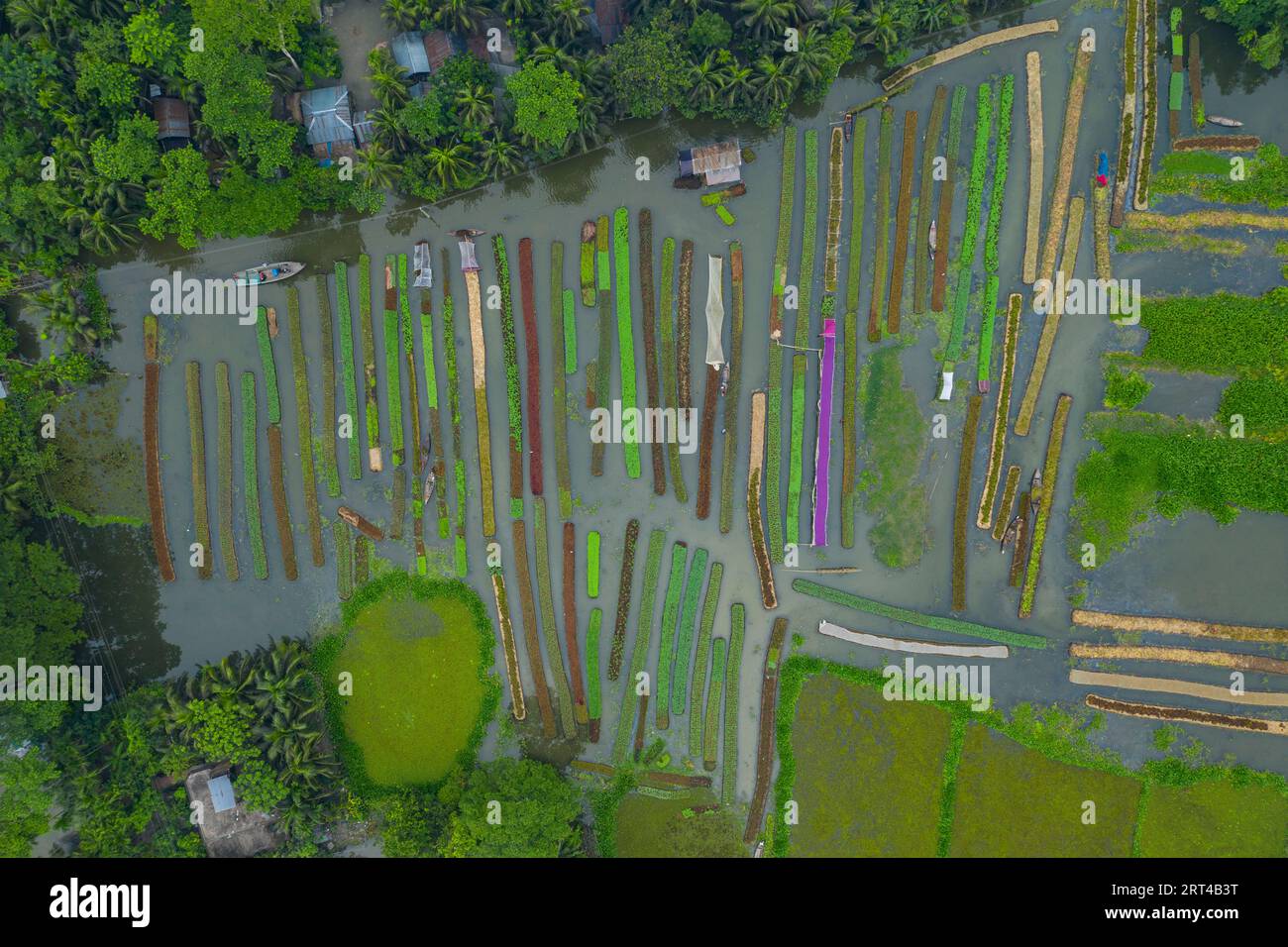 Pirojpur, Bangladesh: Aerial view of Floating vegetable beds at ...