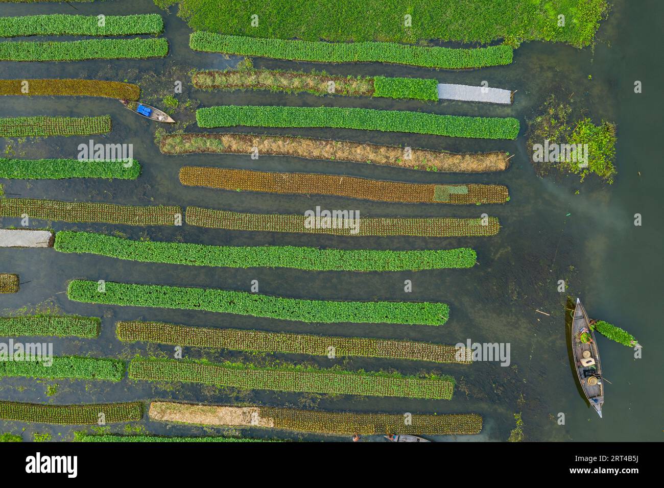 Pirojpur, Bangladesh: Aerial view of Floating vegetable beds at ...