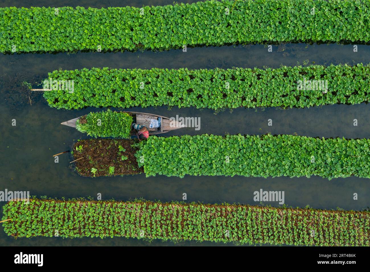 Pirojpur, Bangladesh: Aerial view of Floating vegetable beds at ...