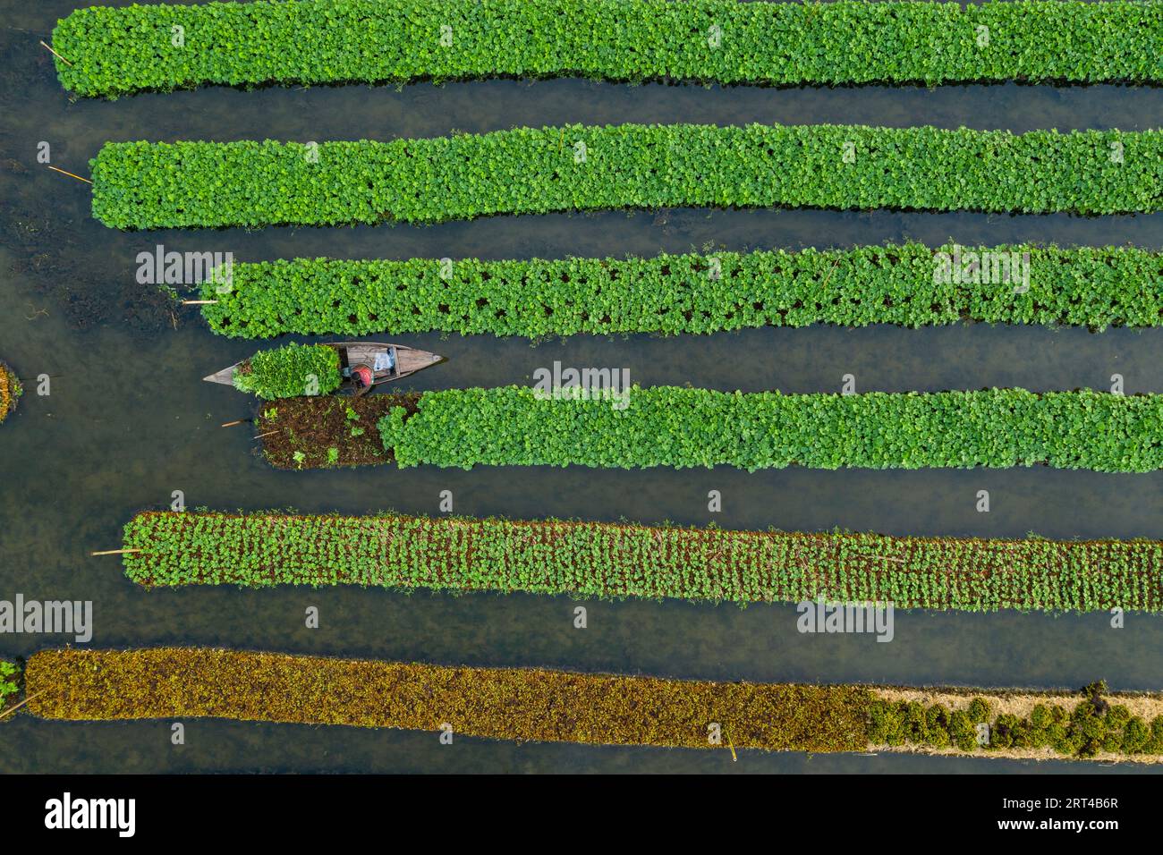 Pirojpur, Bangladesh: Aerial view of Floating vegetable beds at ...