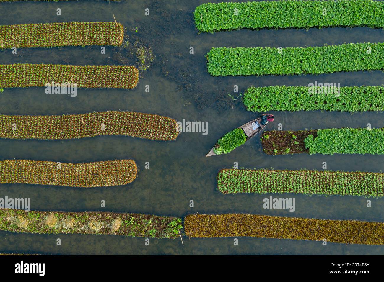 Pirojpur, Bangladesh: Aerial view of Floating vegetable beds at ...
