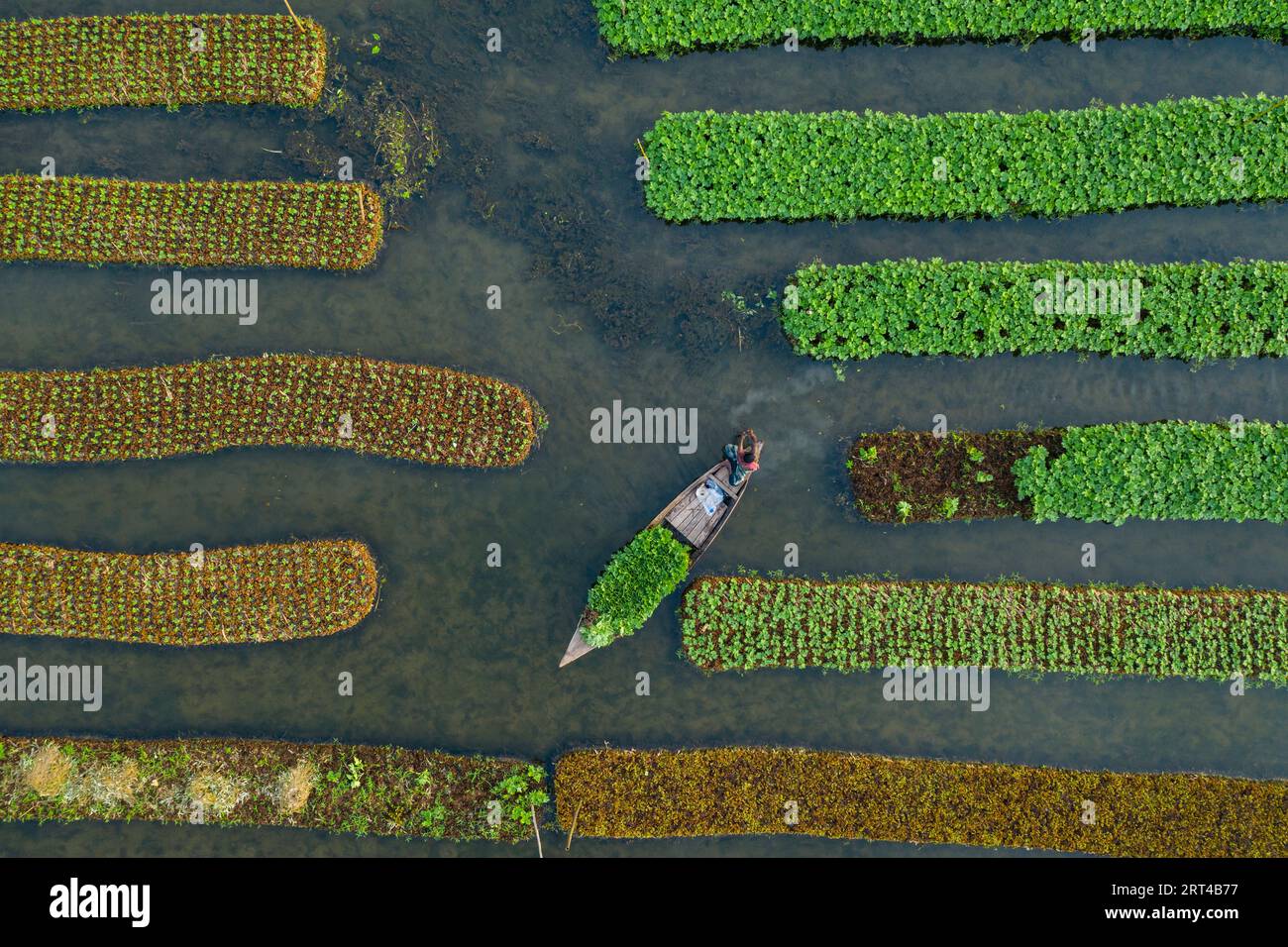 Pirojpur, Bangladesh: Aerial view of Floating vegetable beds at ...