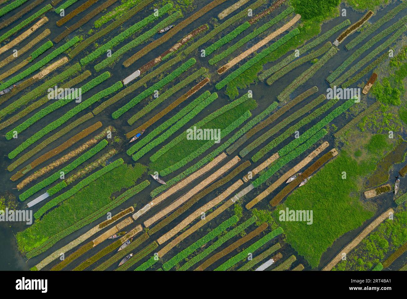 Pirojpur, Bangladesh: Aerial view of Floating vegetable beds at ...
