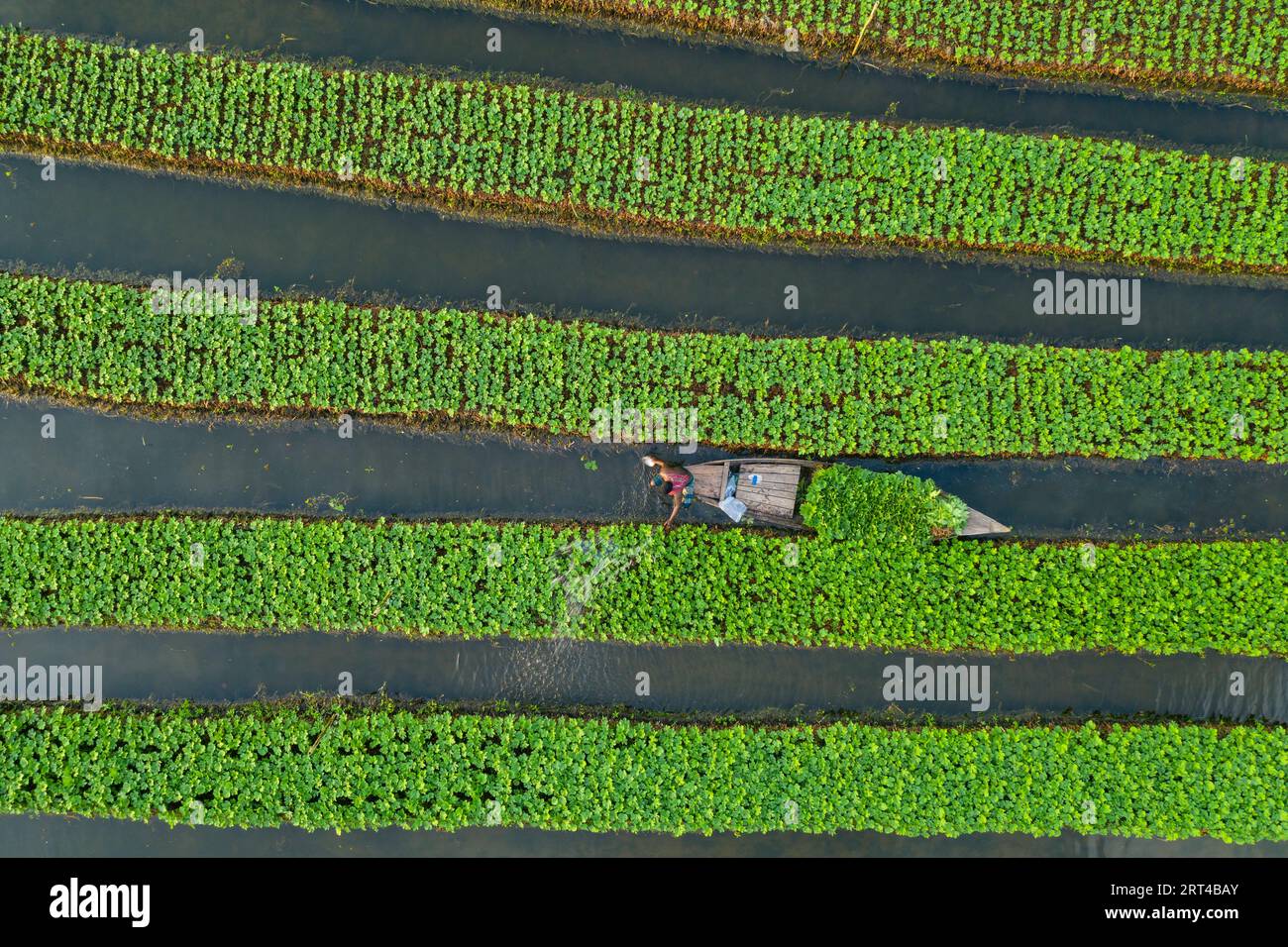 Pirojpur, Bangladesh: Aerial view of Floating vegetable beds at ...