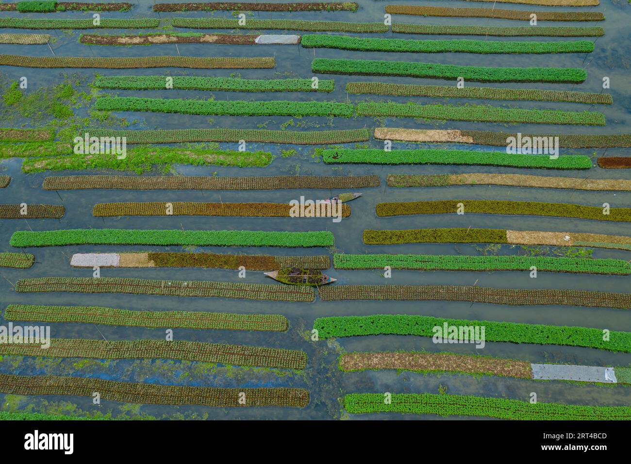 Pirojpur, Bangladesh: Aerial view of Floating vegetable beds at ...