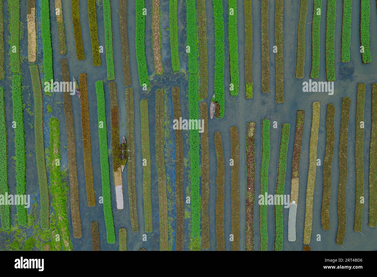 Pirojpur, Bangladesh: Aerial view of Floating vegetable beds at ...