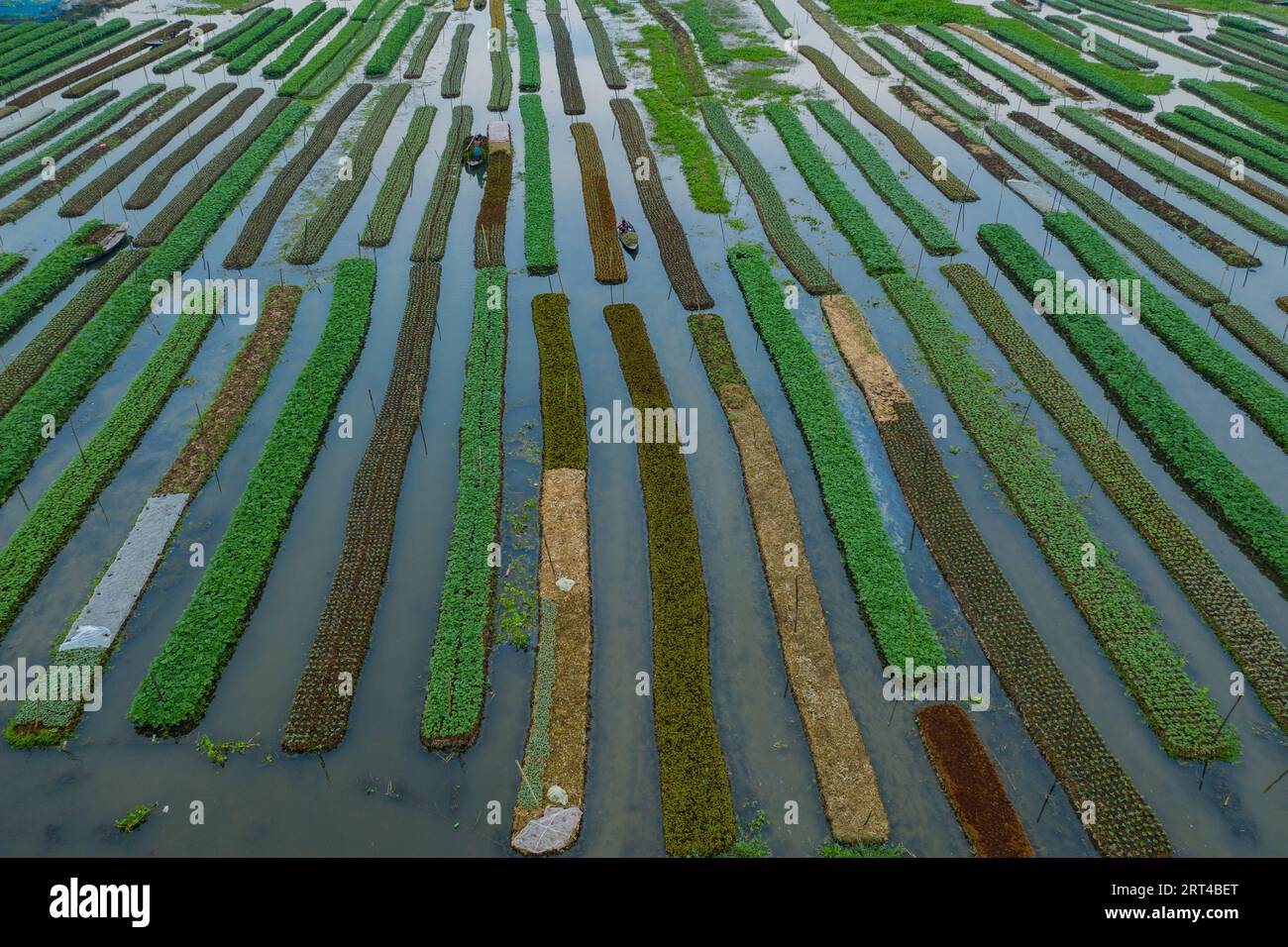 Pirojpur, Bangladesh: Aerial view of Floating vegetable beds at ...