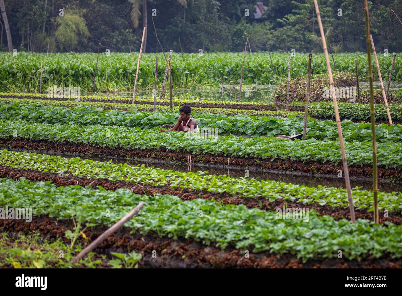 A farmer works in a floating farm at Najirpur in Pirojpur district of ...