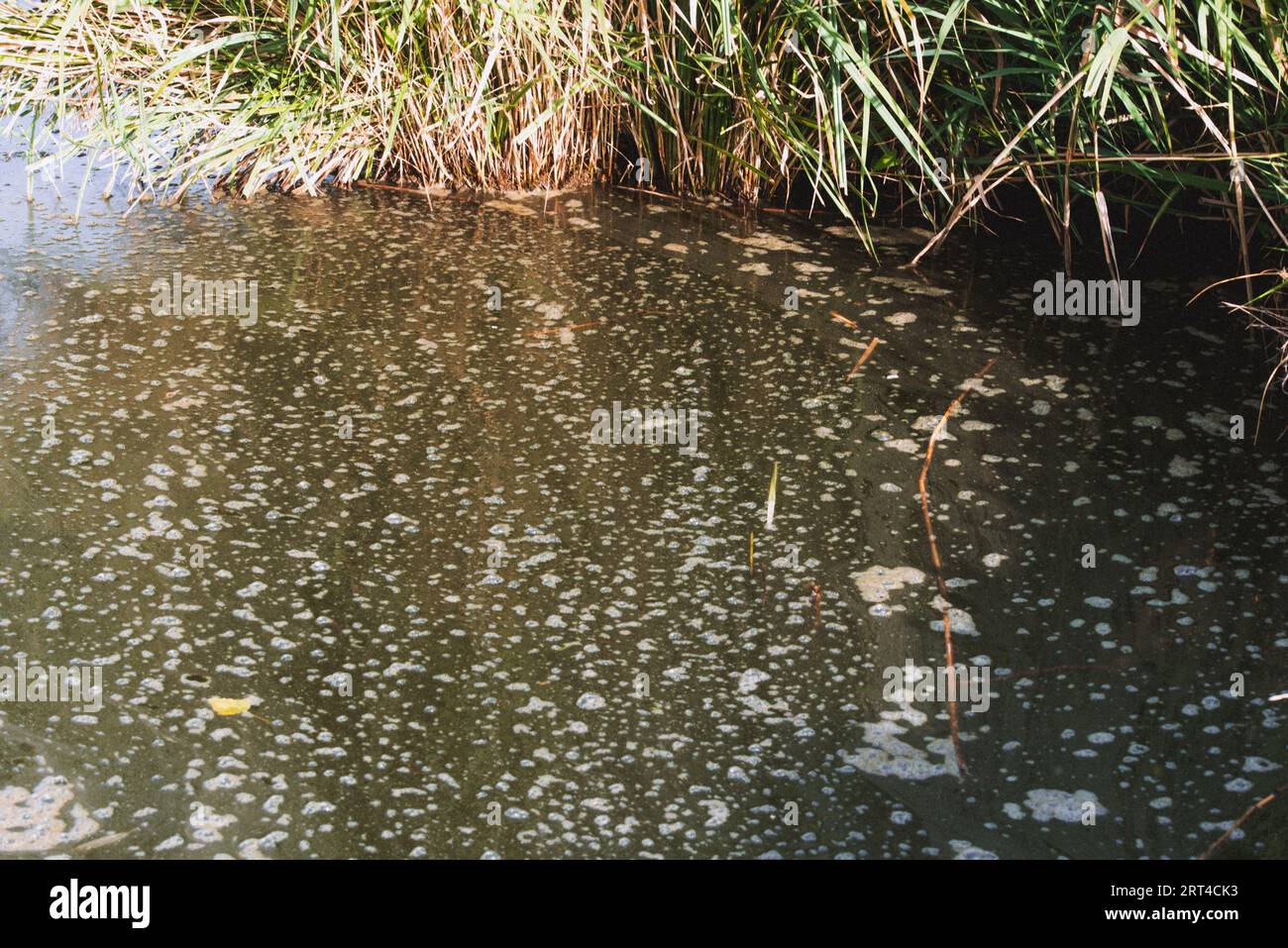 Water pollution by blooming blue green algae. green algae on the ...