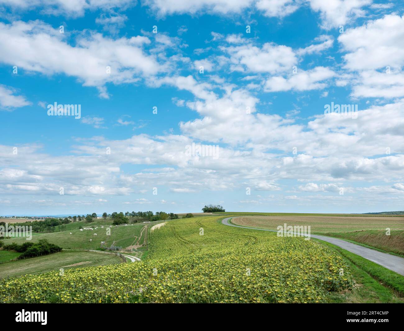 rural landscape near dijon in saone valley with white cows and ...