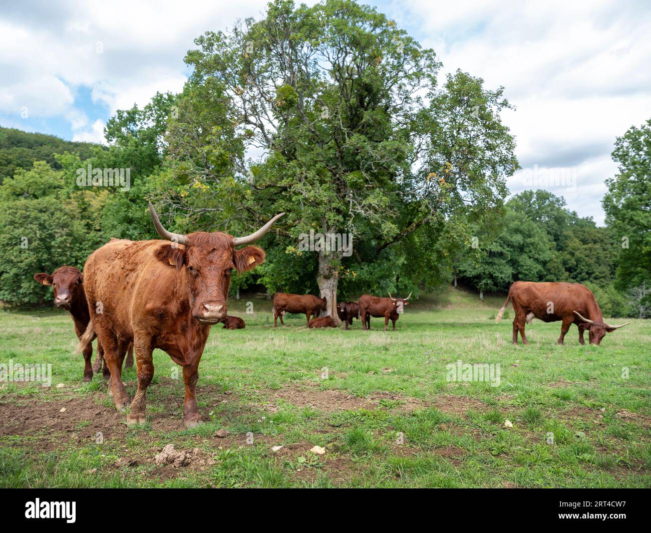 Forets national park hi-res stock photography and images - Alamy