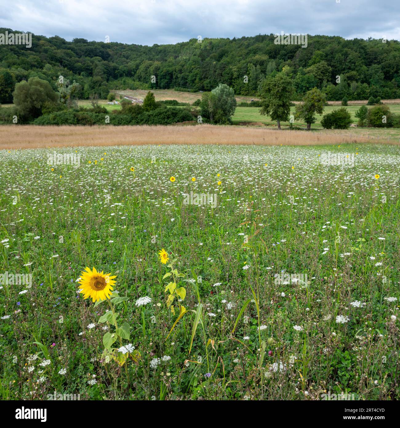 „parc national de forets“ hi-res stock photography and images - Alamy