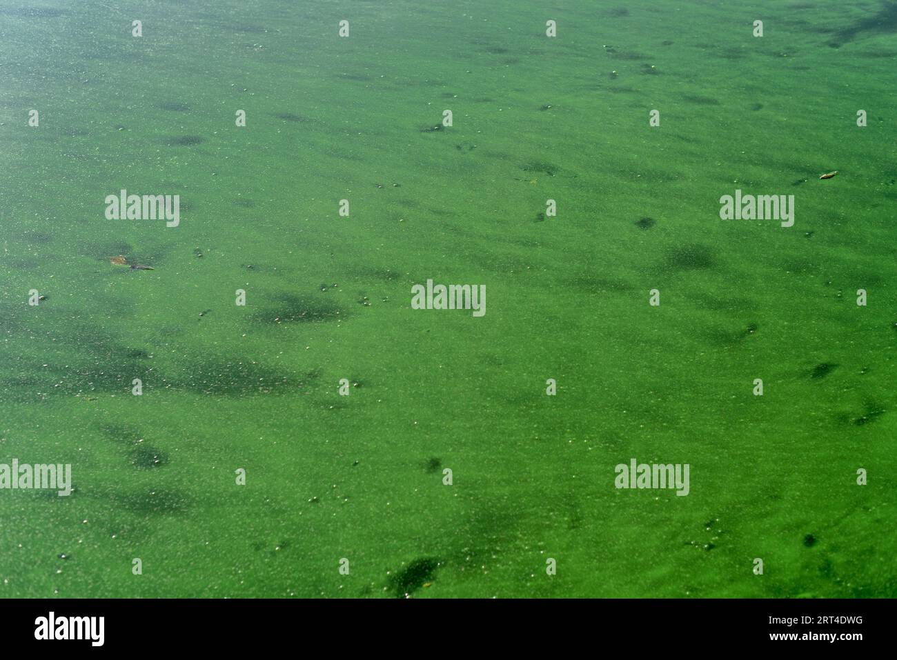 Water pollution by blooming blue green algae. green algae on the ...