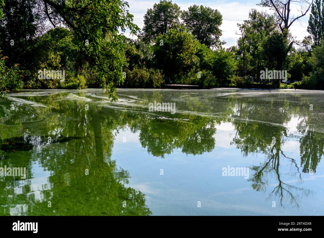 Water pollution by blooming blue green algae. green algae on the ...
