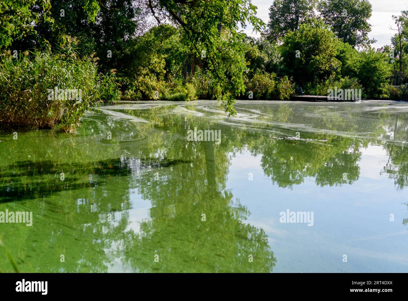 Water pollution by blooming blue green algae. green algae on the ...
