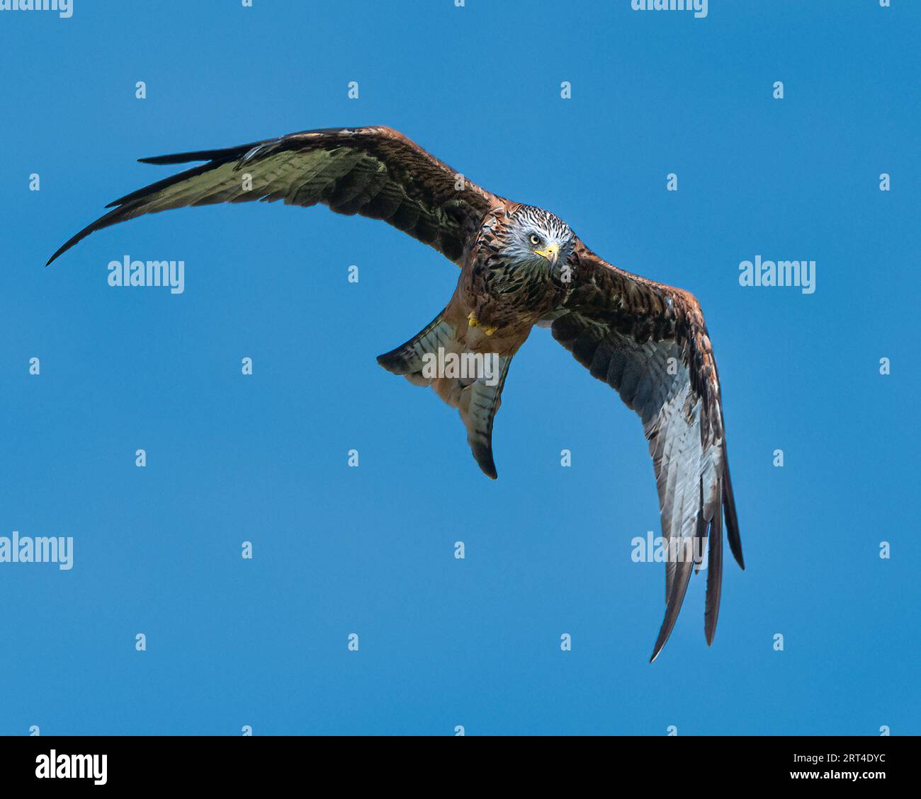 Kites legs hi-res stock photography and images - Alamy