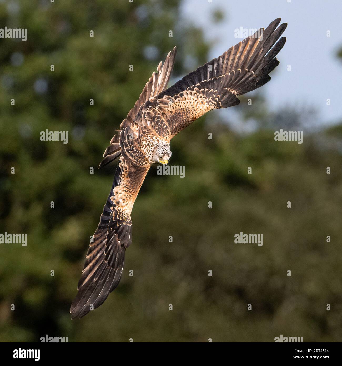 Kites legs hi-res stock photography and images - Alamy