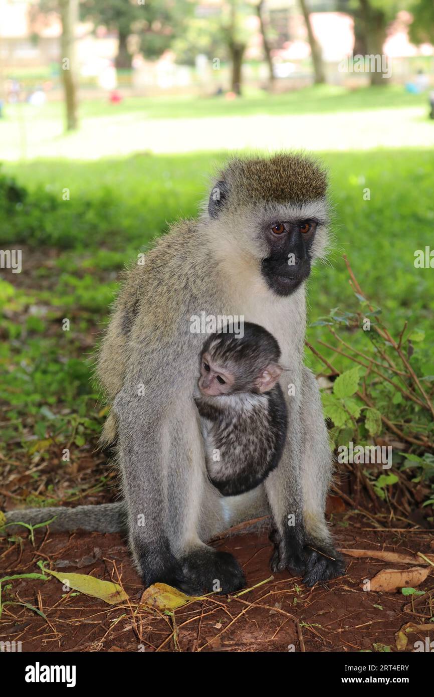 Monkey carrying hi-res stock photography and images - Alamy