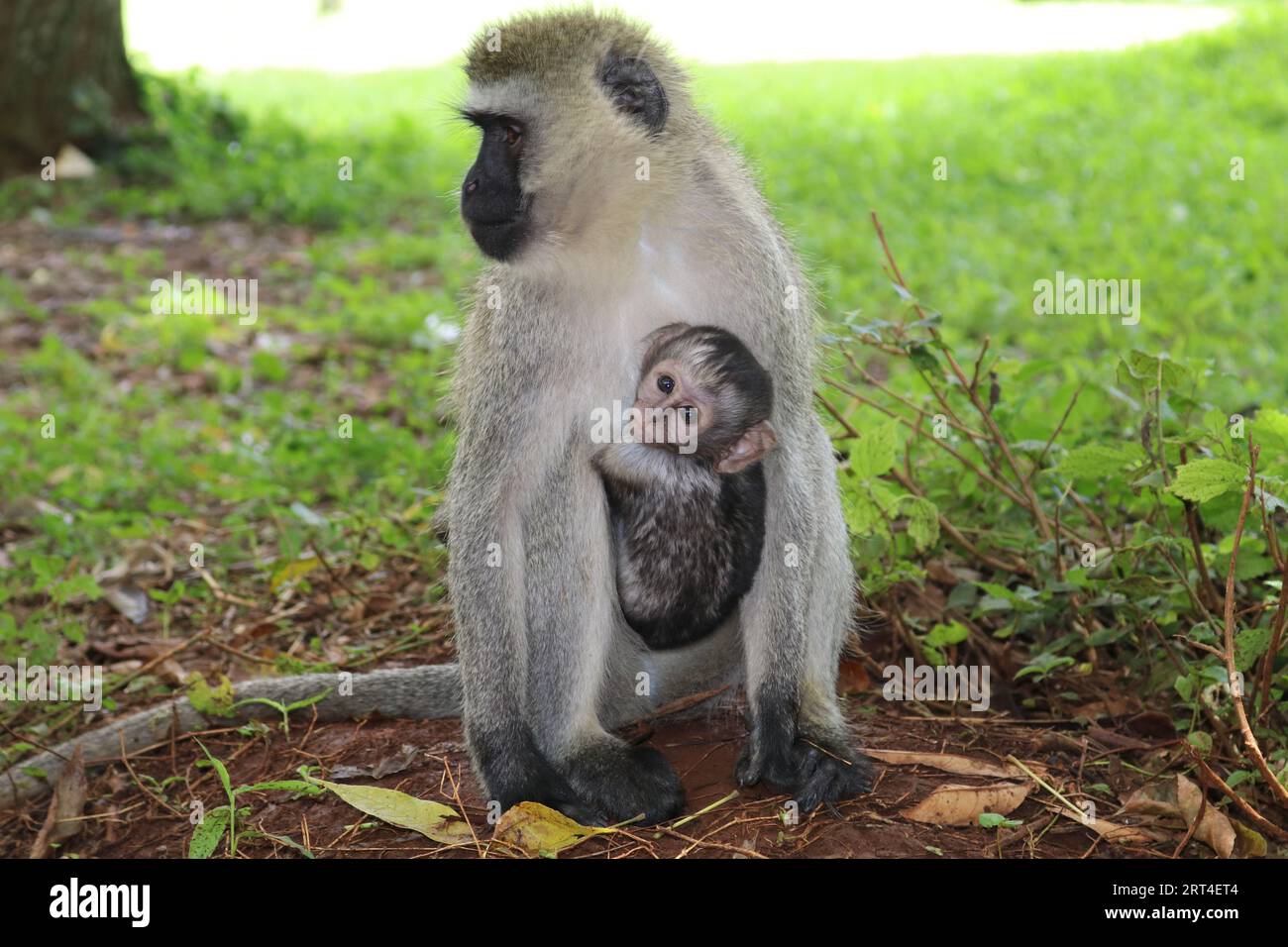 Monkey carrying her cute baby Stock Photo - Alamy