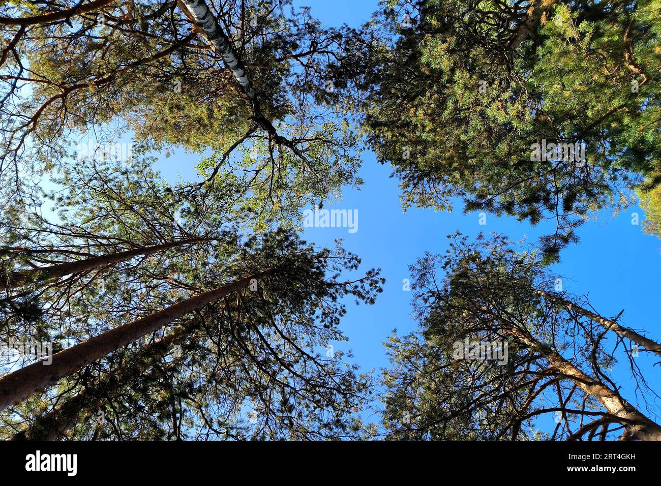 Russian Federation. Leningrad region, near the city of St. Petersburg ...