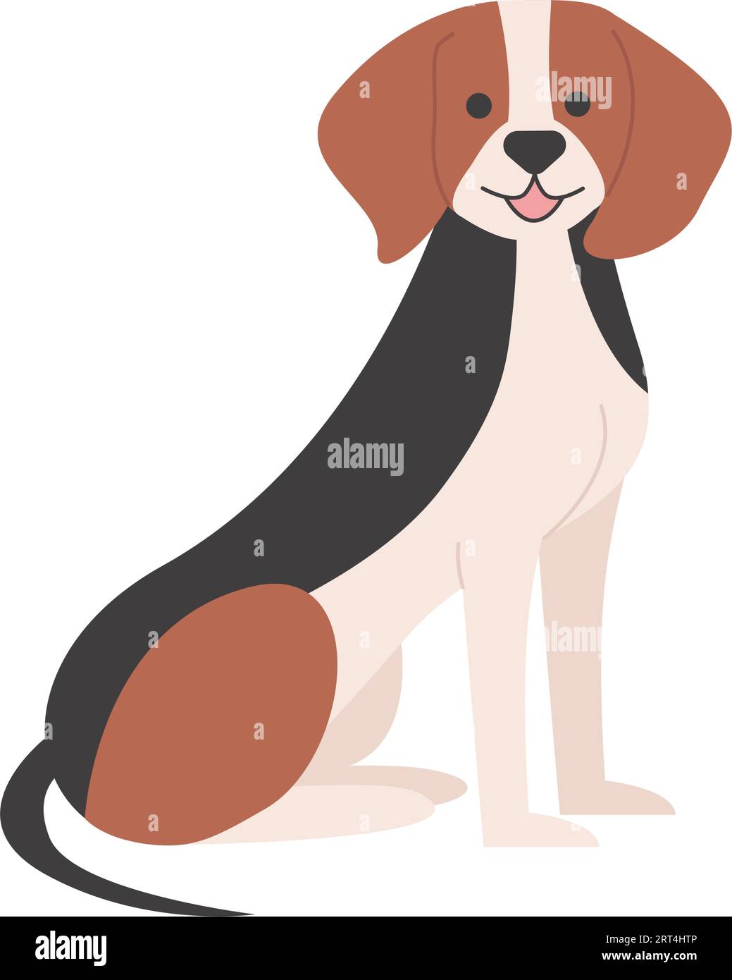 Beagle dog sitting pose. Domestic puppy breed, family friend pet ...