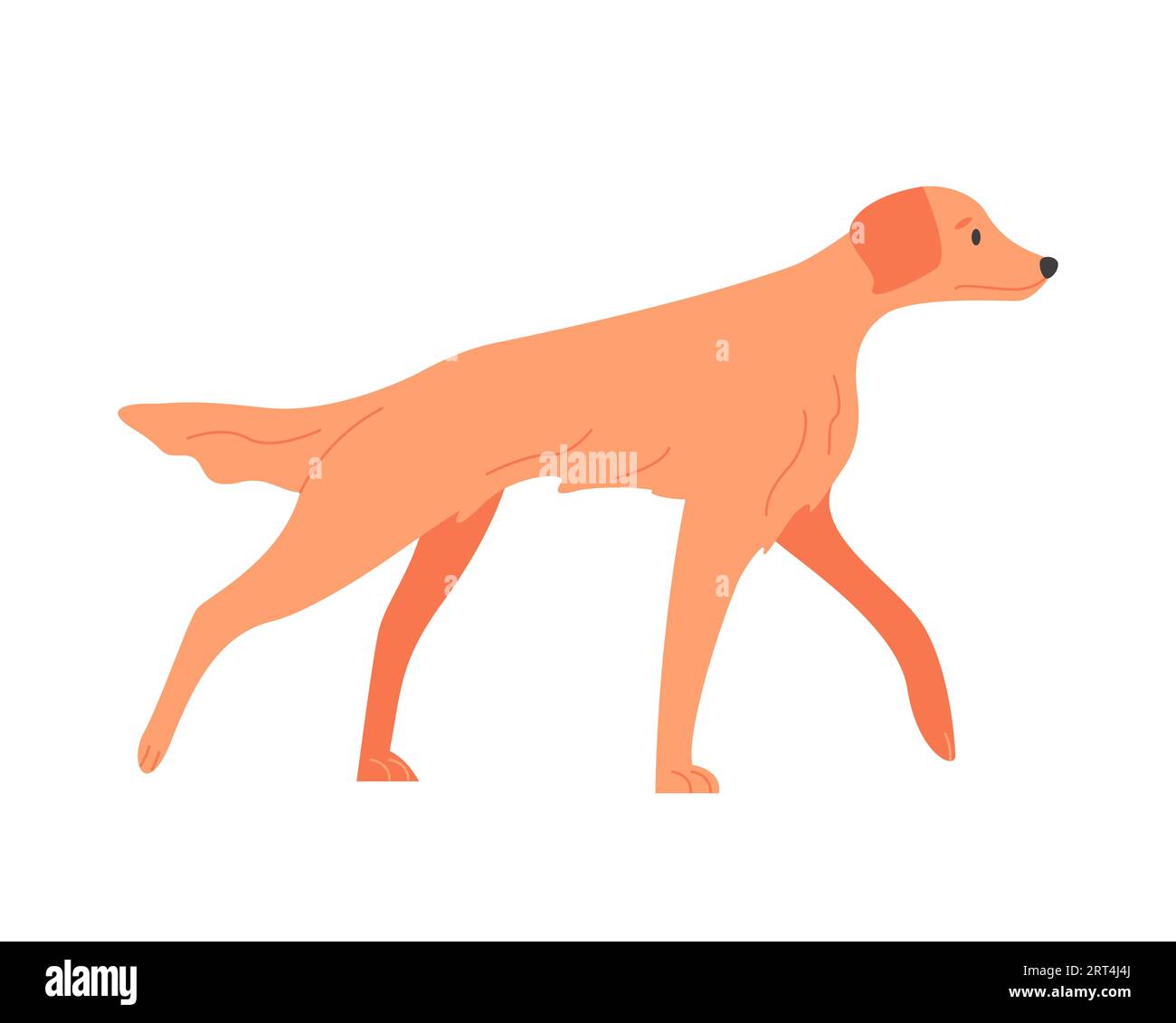 Walking irish setter dog. Domestic family canine breed, puppy friend ...