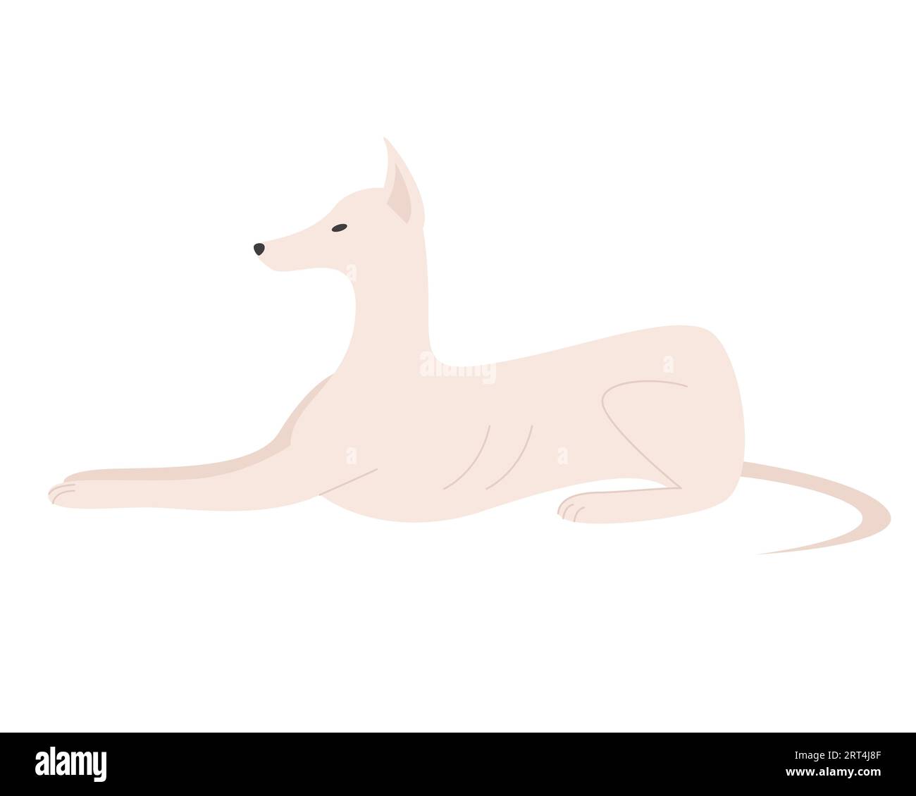 White dog in lying down pose. Domestic family pet, canine breed, white ...