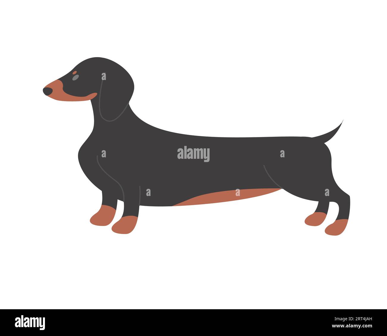 Dachshund dog breed. Domestic family puppy, sausage doggy cartoon ...