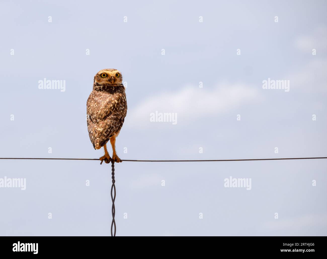 An owl watching over Stock Photo - Alamy