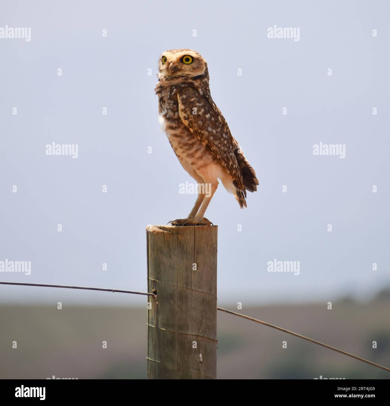 Top owl hi-res stock photography and images - Alamy
