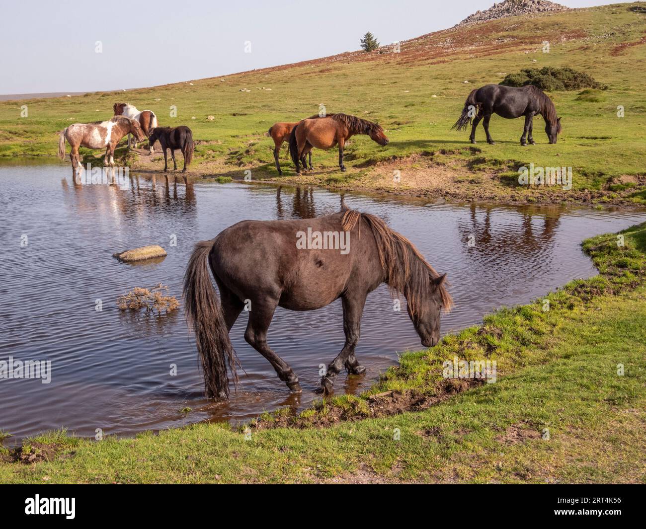 Dartmoor, Devon, England, UK. September 2023. Wild ponies drinking at ...
