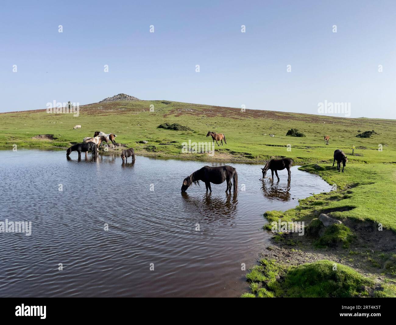 Dartmoor, Devon, England, UK. September 2023. Wild ponies drinking at ...
