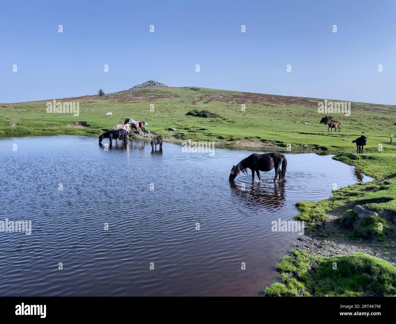 Dartmoor, Devon, England, UK. September 2023. Wild ponies drinking at ...
