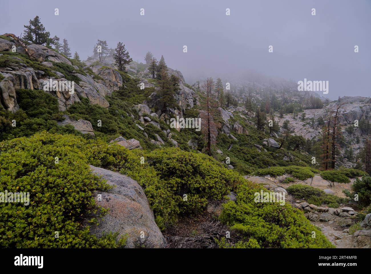 Alpine mountain and pine trees in the rain in Emigrant wilderness Stock ...