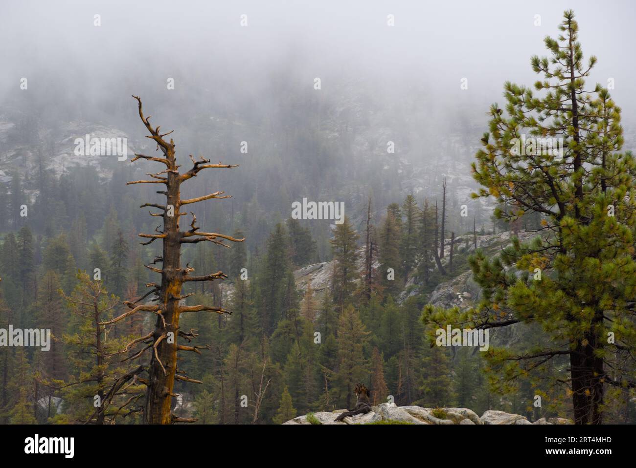 Alpine mountain and pine trees in the rain in Emigrant wilderness Stock ...