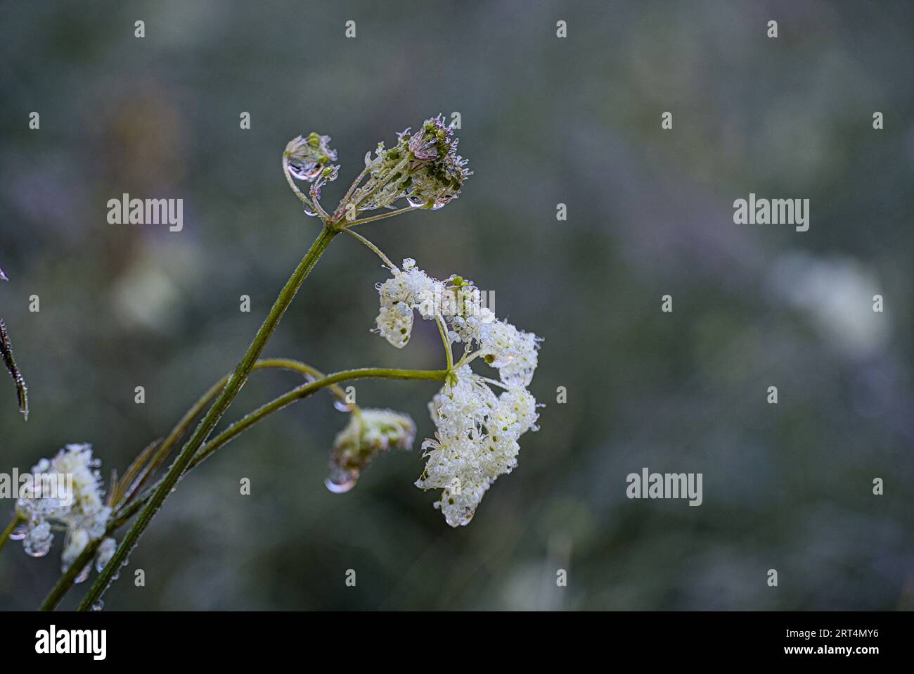 Close up of frosted wilder flower Stock Photo - Alamy