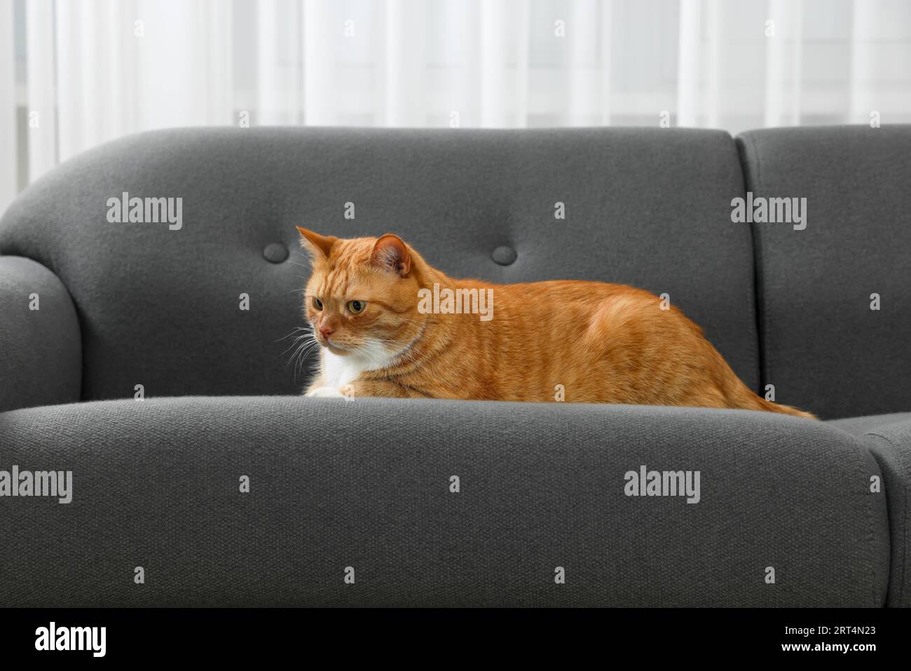 Cute ginger cat lying on sofa at home Stock Photo - Alamy