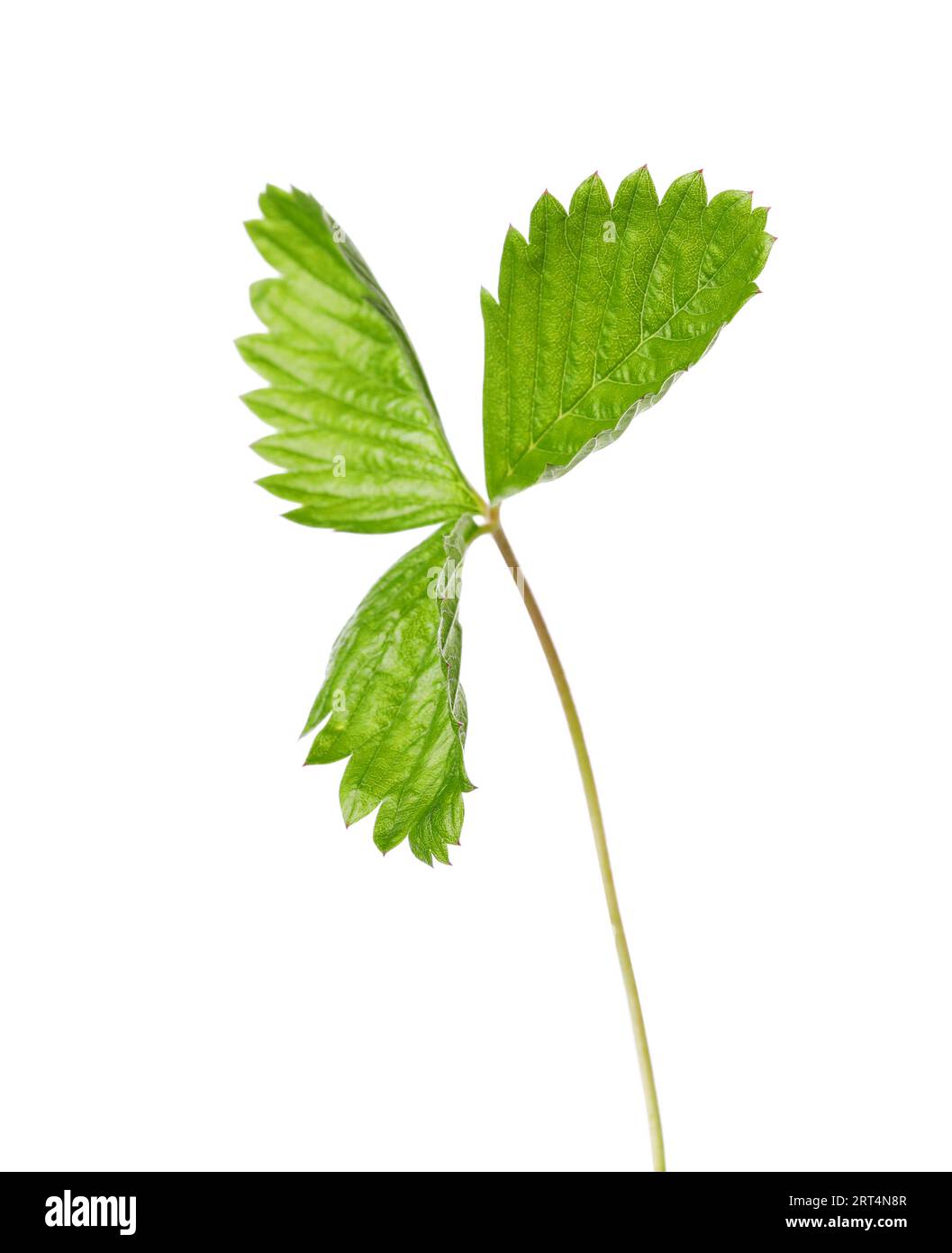 Green wild strawberry leaf isolated on white Stock Photo - Alamy