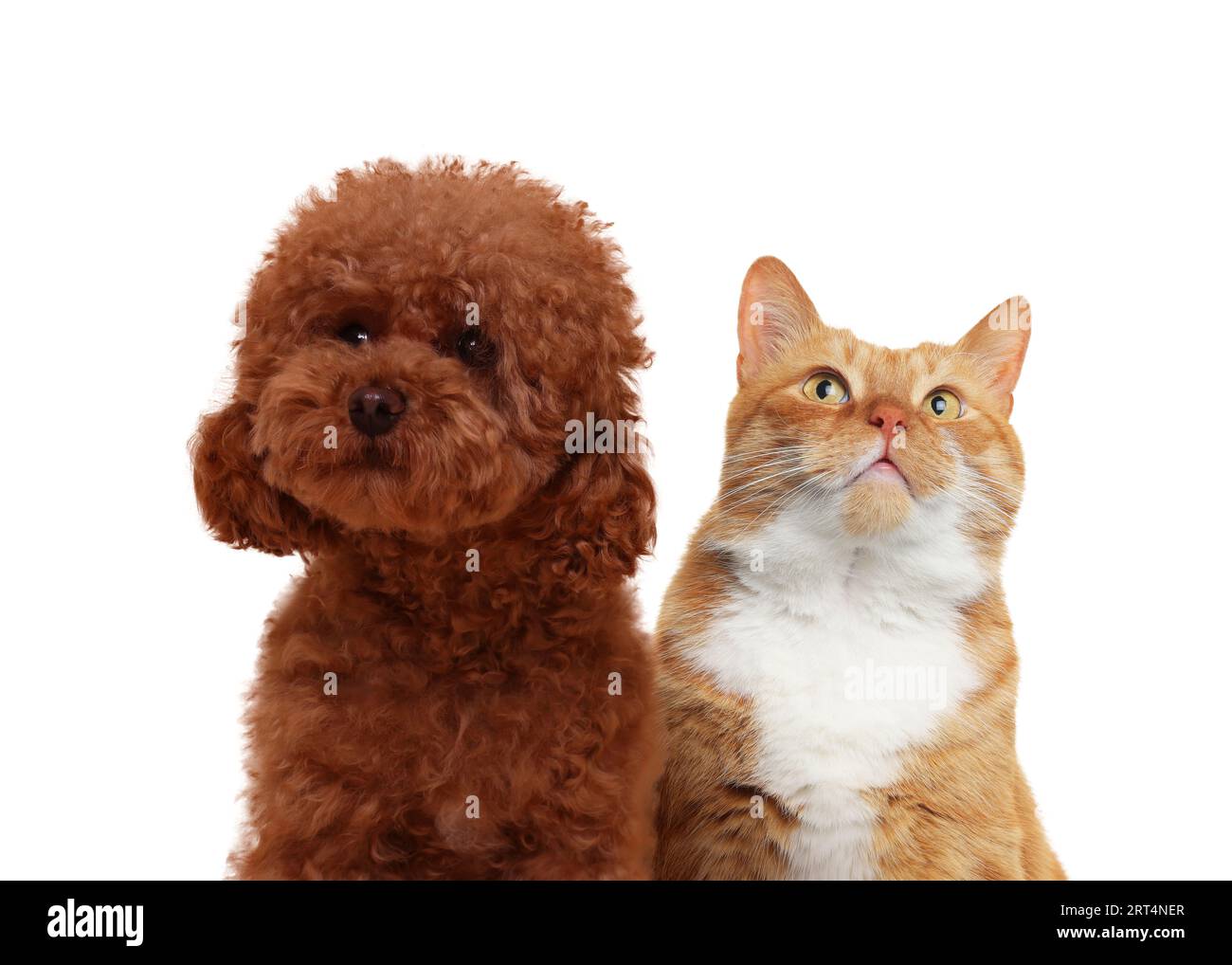 Red cat and Maltipoo on white background. Cute pets Stock Photo - Alamy